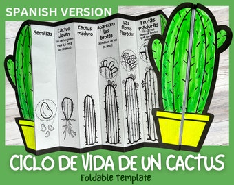 Life Cycle of a Bean Plant Foldable Kids' Craft Science Activity A4 and ...