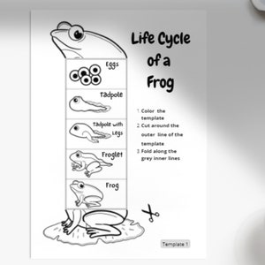 Life Cycle Bundle of 6 | Bird, Amphibian, Mammal, Insect, Plant, Marine ...
