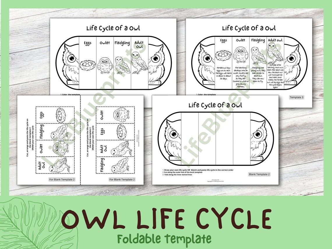 Foldable Owl Life Cycle Learning Activity for Kids A4 and 11x8.5 Inch ...