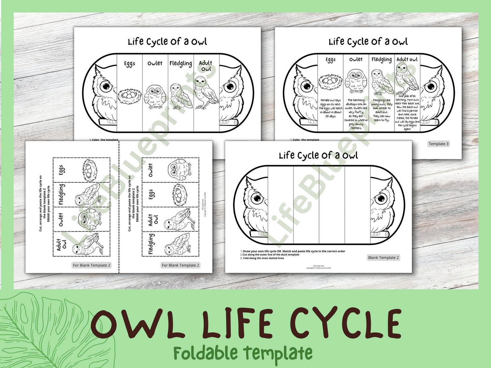 Foldable Owl Life Cycle Learning Activity for Kids A4 and 11x8.5 Inch ...
