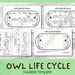 Foldable Owl Life Cycle Learning Activity for Kids A4 and 11x8.5 Inch ...