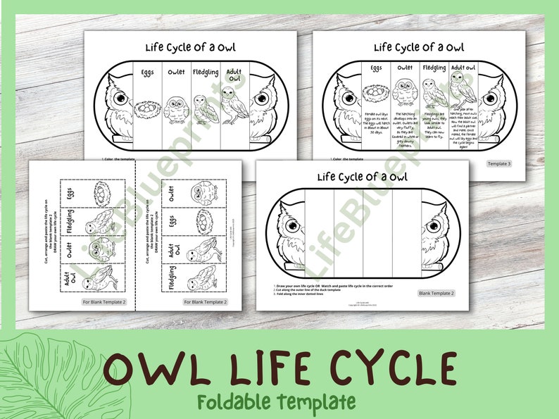 Foldable Owl Life Cycle Learning Activity for Kids A4 and 11x8.5 Inch ...