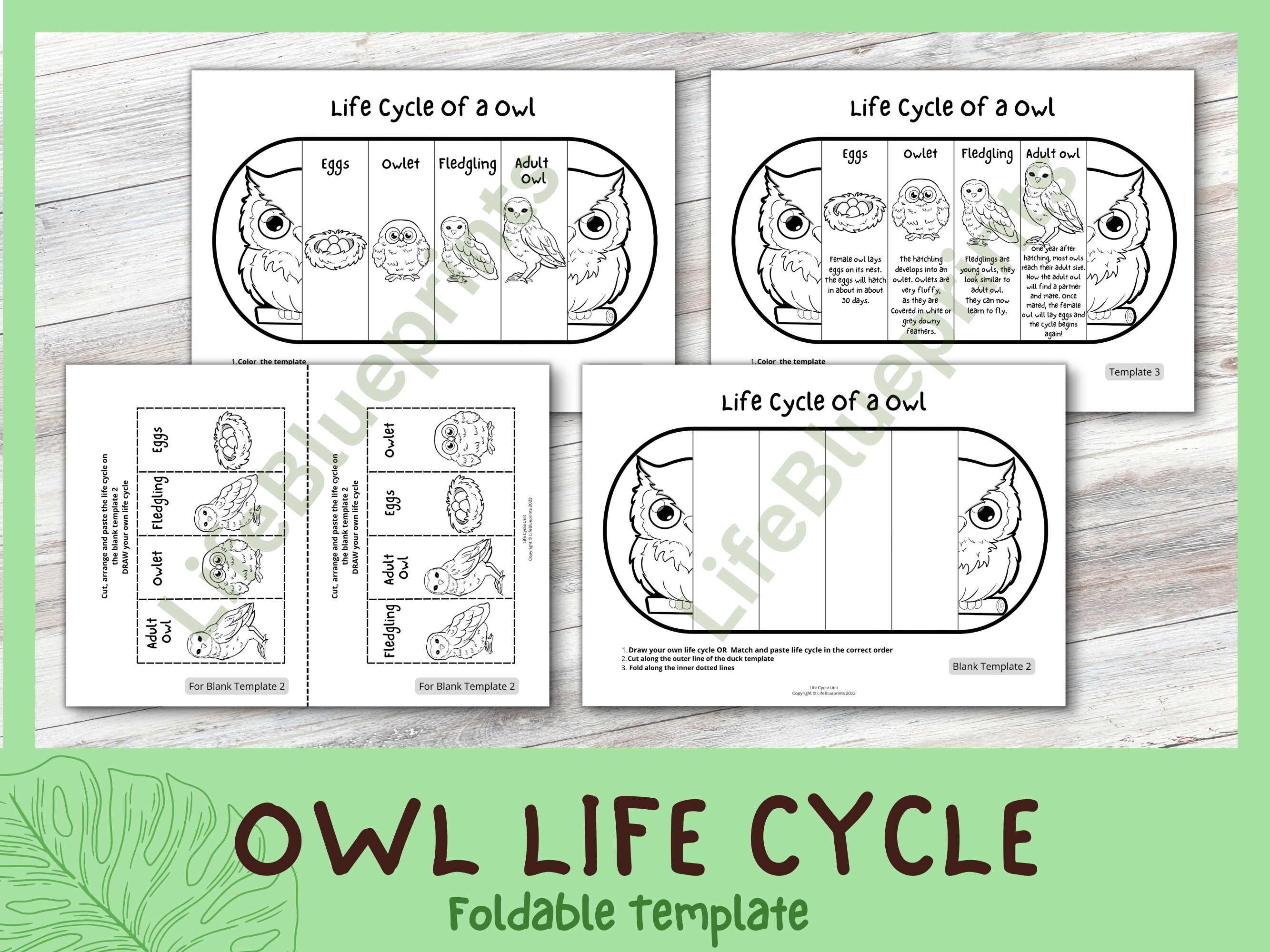 Foldable Owl Life Cycle Learning Activity for Kids A4 and 11x8.5 Inch ...