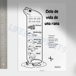 SPANISH Foldable Frog Life Cycle Learning Activity for Kids | A4 and ...