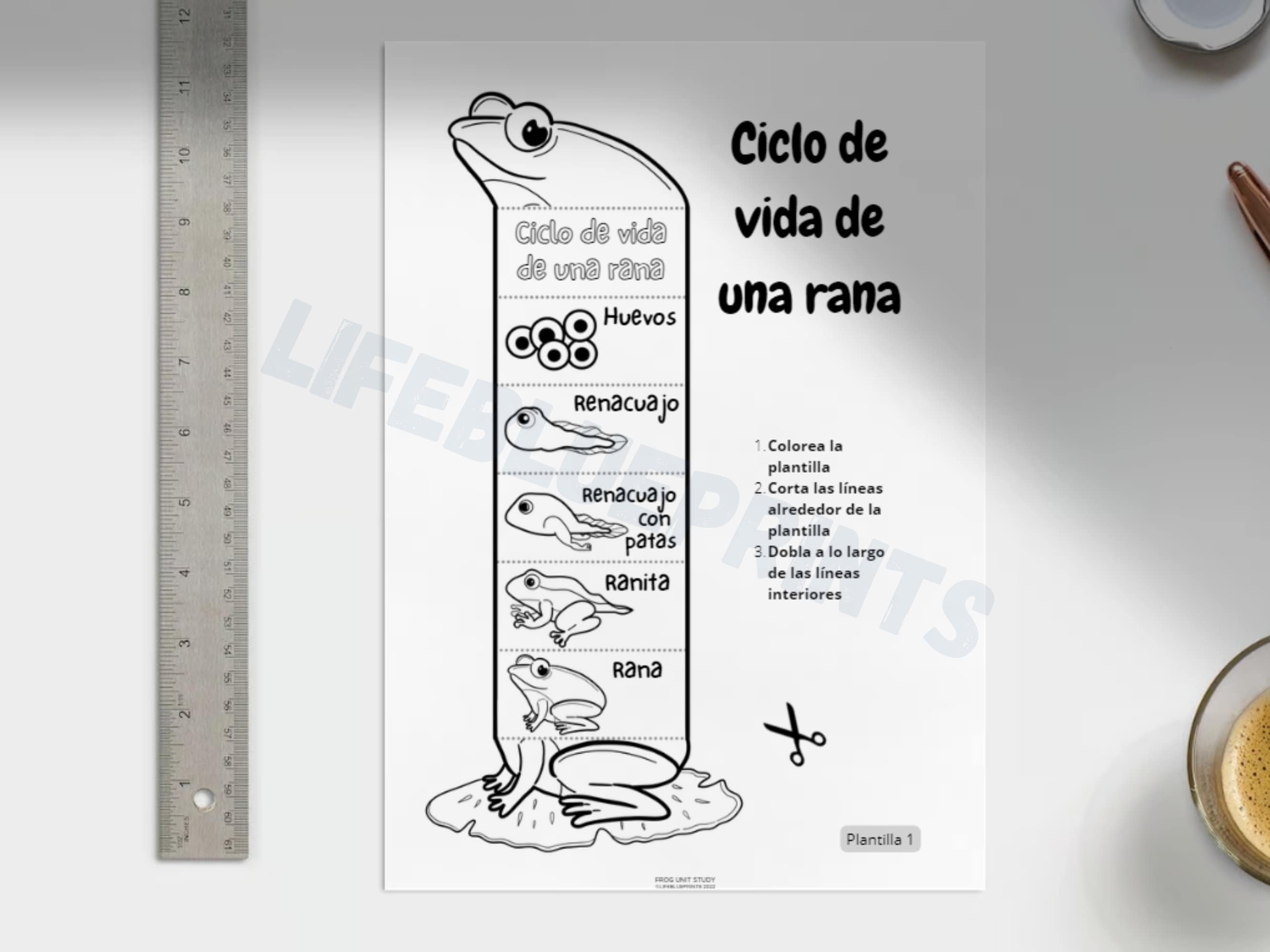 SPANISH Foldable Frog Life Cycle Learning Activity for Kids | A4 and ...