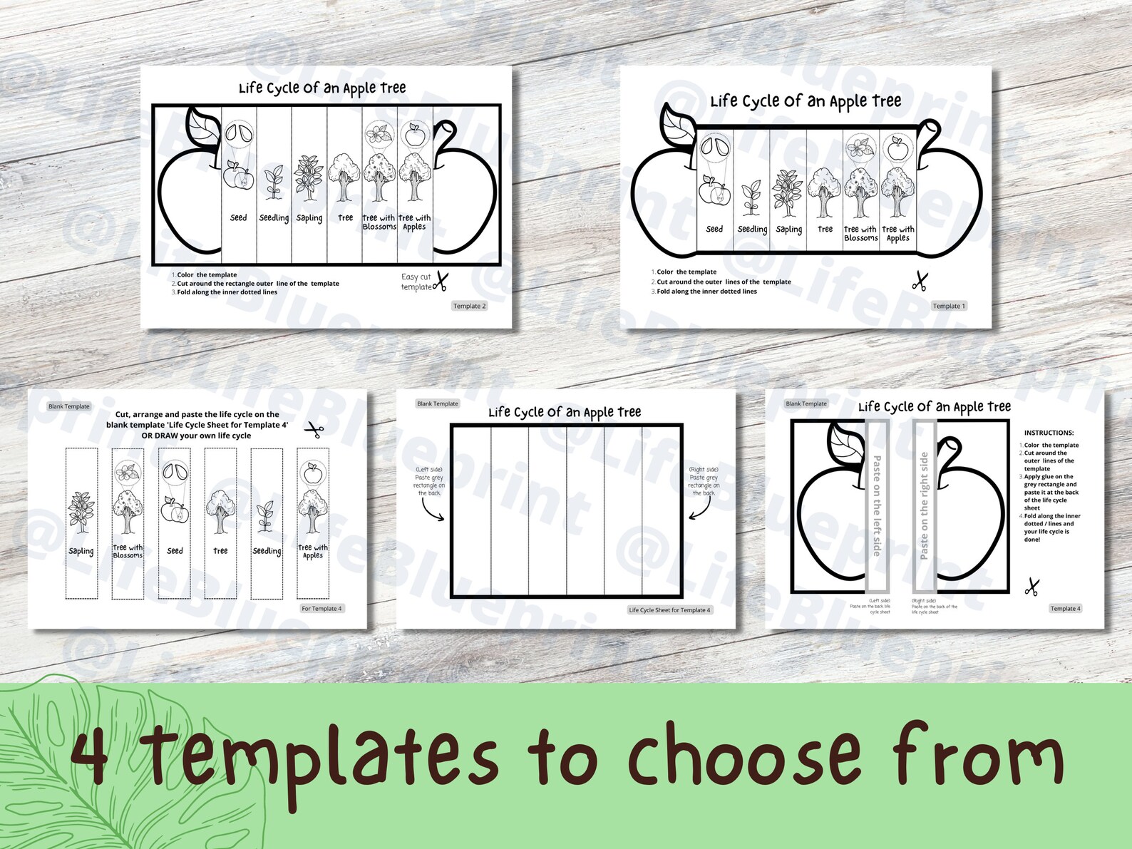 Foldable Apple Life Cycle Learning Activity for Kids A4 and - Etsy ...