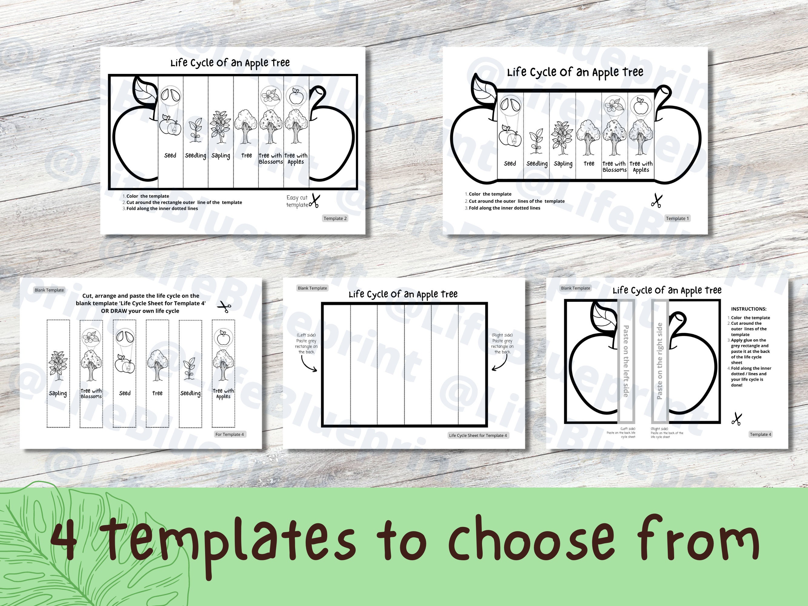 Foldable Apple Life Cycle Learning Activity for Kids A4 and - Etsy ...