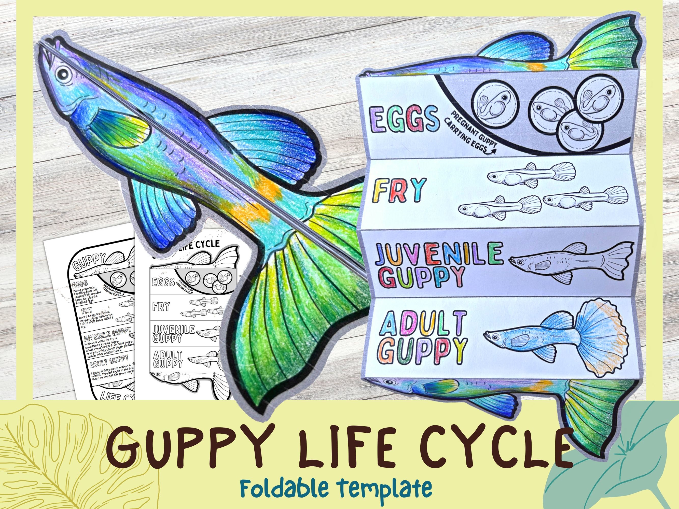 Foldable Guppy Fish Life Cycle Learning Activity for Kids A4 - Etsy