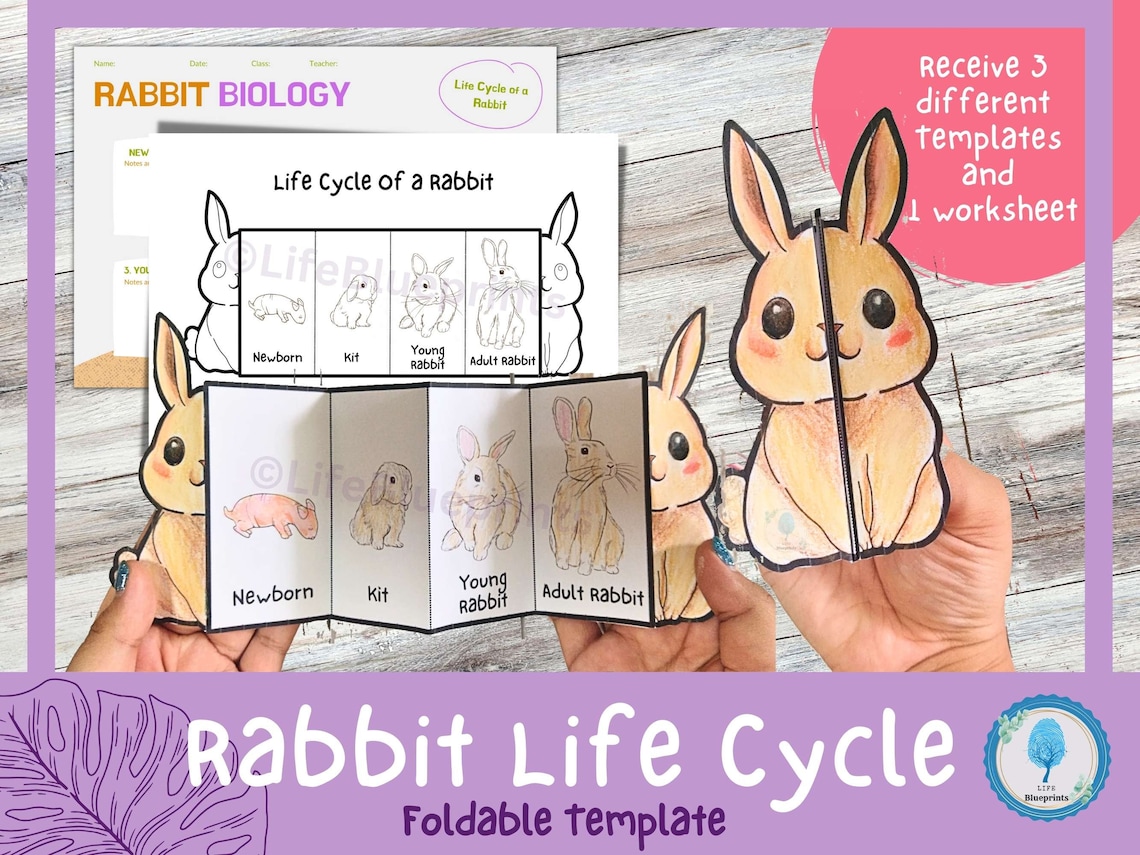 Rabbit Life Cycle Foldable Learning Activity for Kids | A4 and 11x8.5 ...