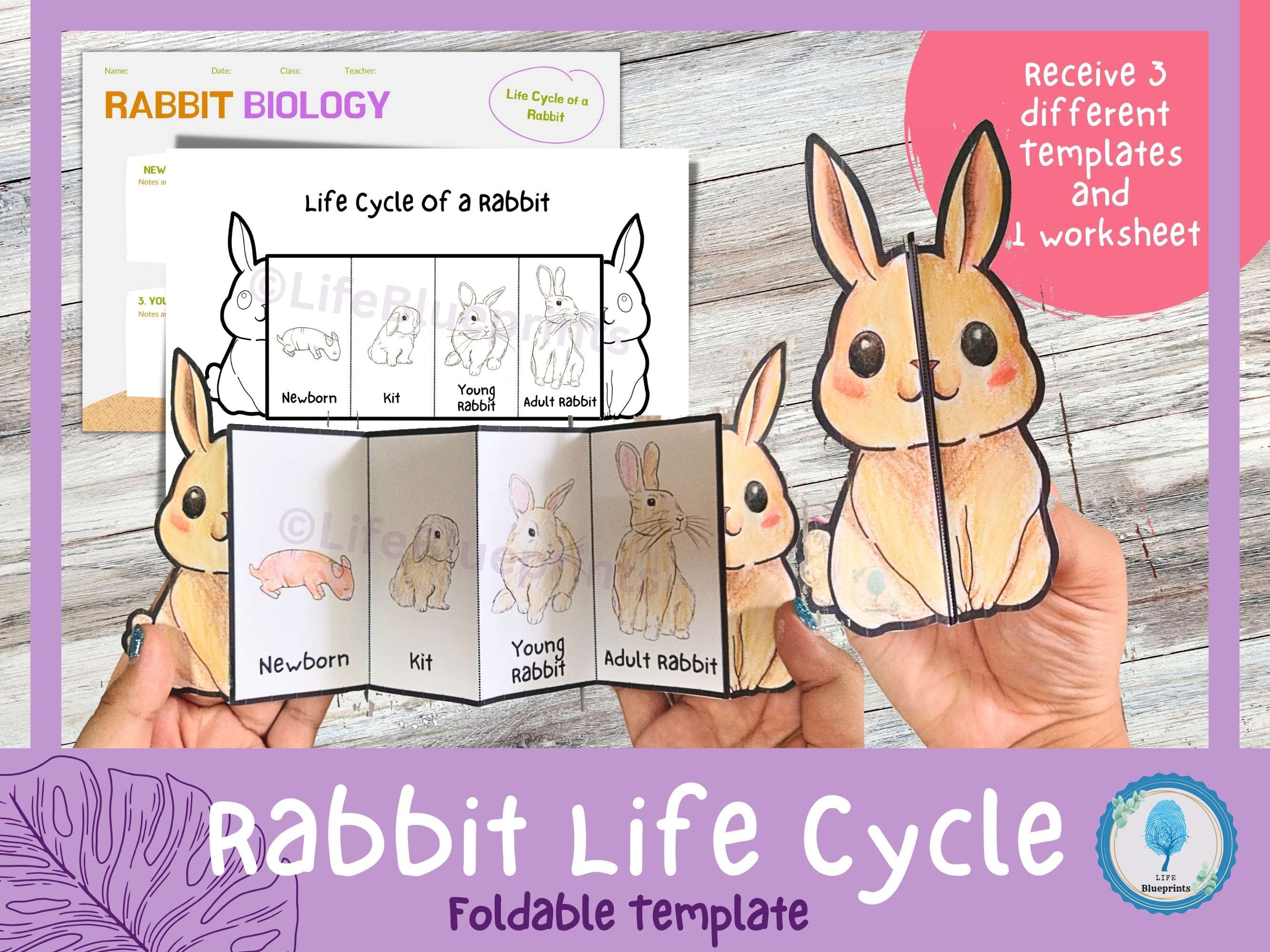 Rabbit Life Cycle Foldable Learning Activity for Kids | A4 and 11x8.5 ...
