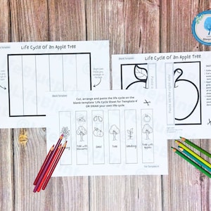 Foldable Apple Life Cycle Learning Activity for Kids | A4 and 11x8.5 ...