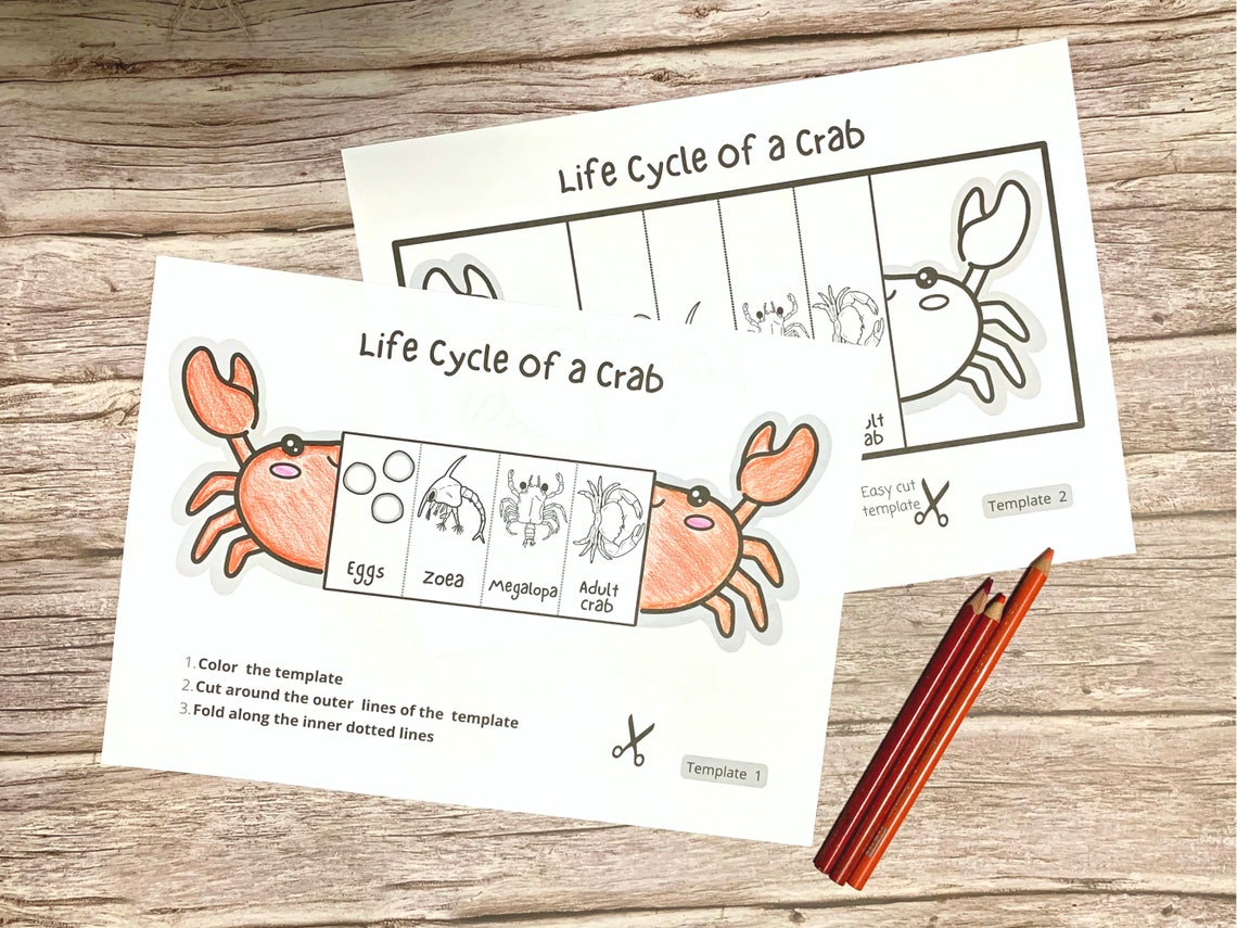 Crab Life Cycle Learning Activity for Kids A4 and 11x8.5 Inch Digital ...