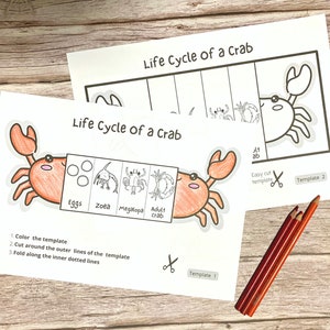 Crab Life Cycle Learning Activity for Kids A4 and 11x8.5 Inch Digital ...