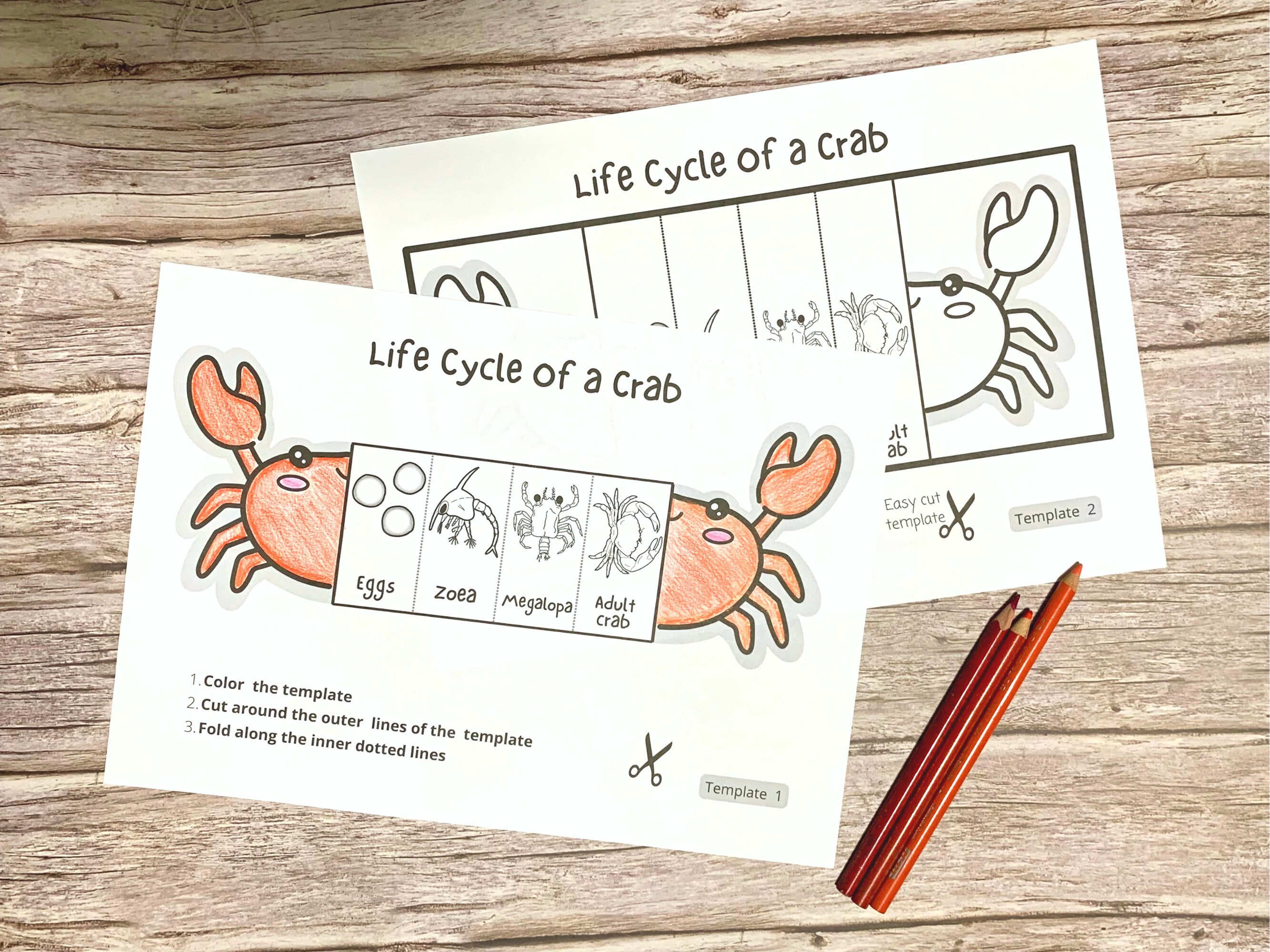 Crab Life Cycle Learning Activity for Kids A4 and 11x8.5 Inch Digital ...