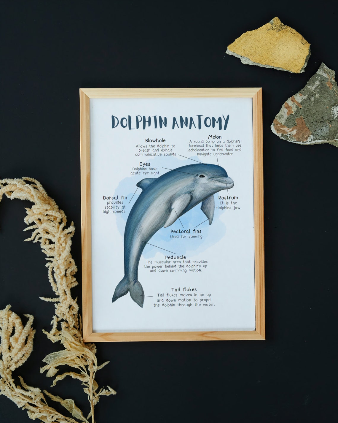 Dolphin Anatomy Poster for Kids, Nature Study, Science, Montessori ...