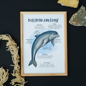 Dolphin Anatomy Poster for Kids, Nature Study, Science, Montessori ...