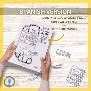 SPANISH Foldable Beaver Life Cycle Learning Activity for Kids | Digital ...