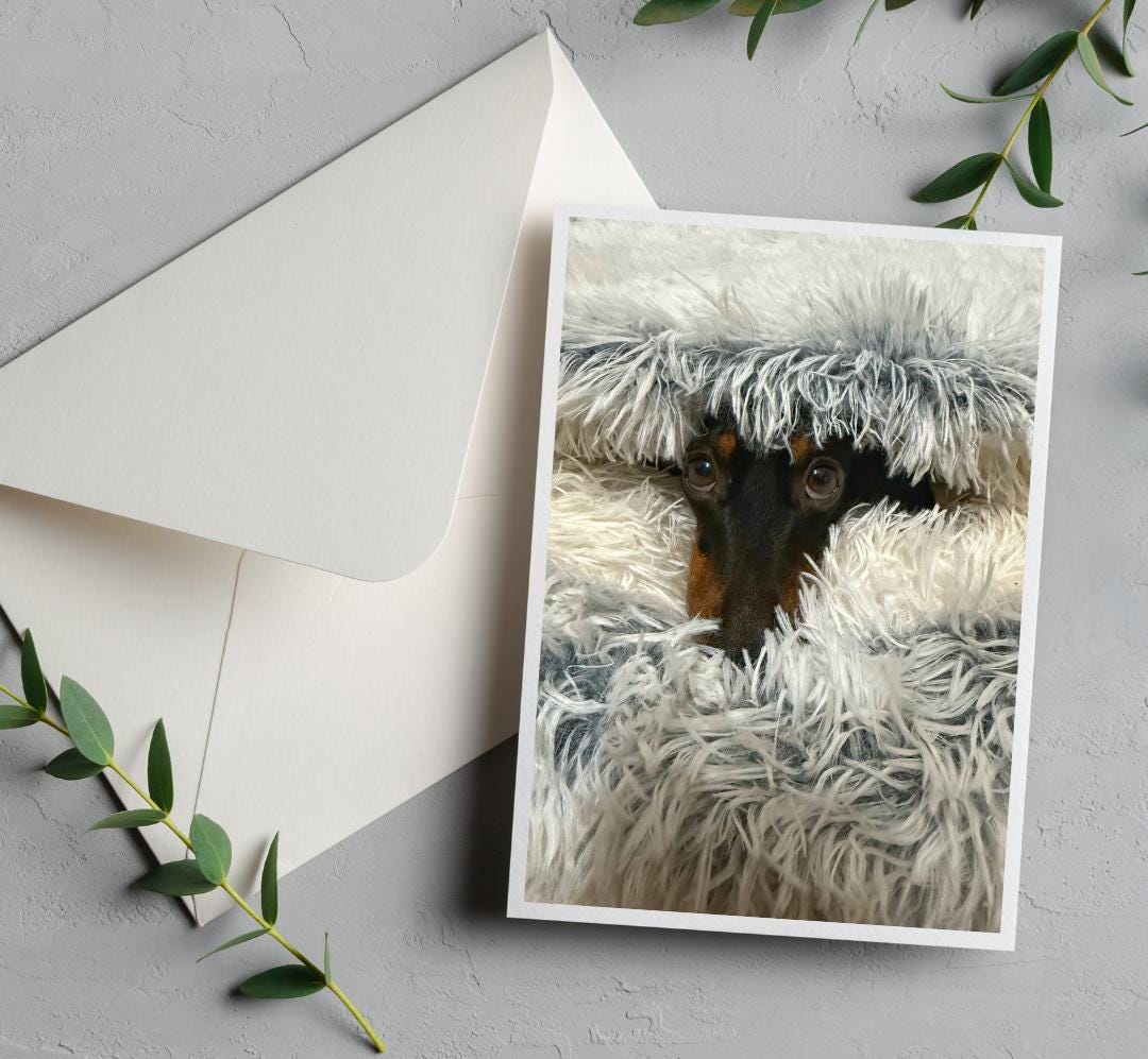 Cute Sausage Dog Dachshund Blank Greetings Card, Any Occasion Greeting ...