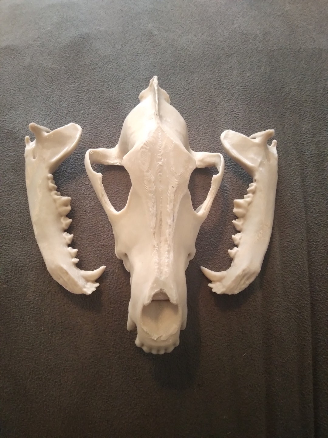 3d Printed Wolf Skull and Jaws - Etsy