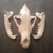 3D Printed Wolf Skull Headdress – Cosplay Bone Headpiece Prop - Etsy