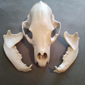 Bear Skull - Etsy