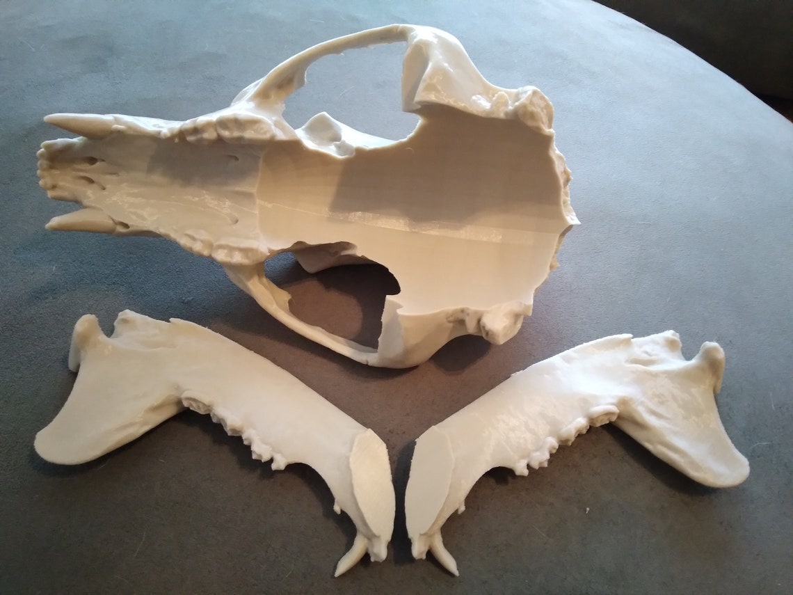 3d Printed Black Bear Skull for Headdress or Display - Etsy