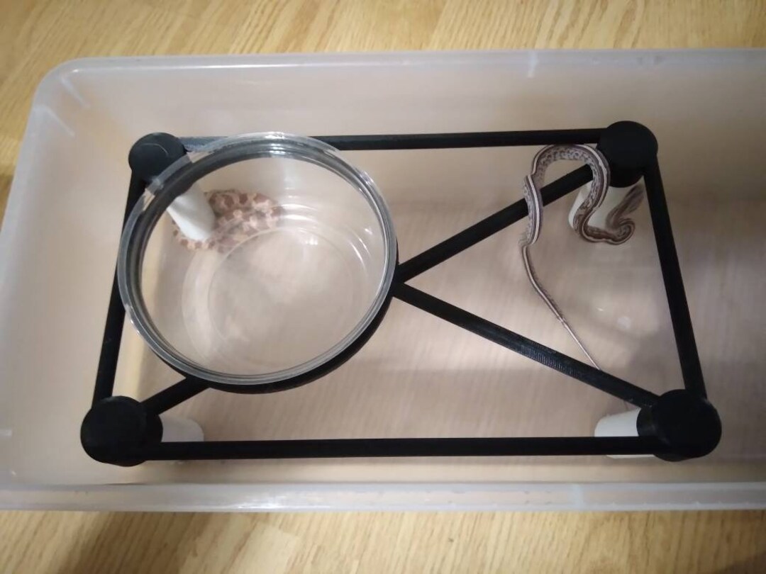 Arboreal Snake Perch and Water Bowl Holder - Etsy