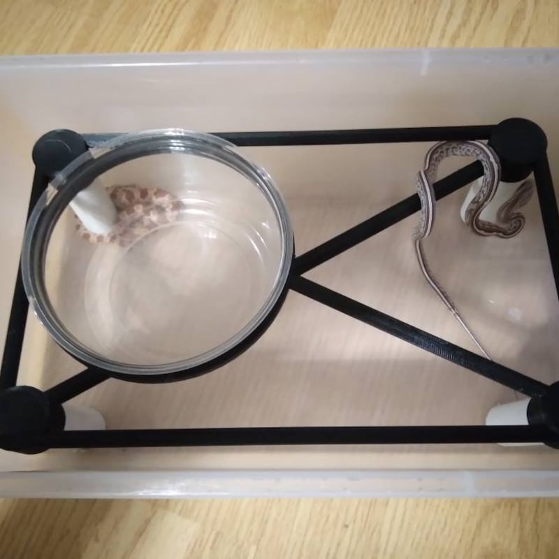 Snake Bowl - Etsy