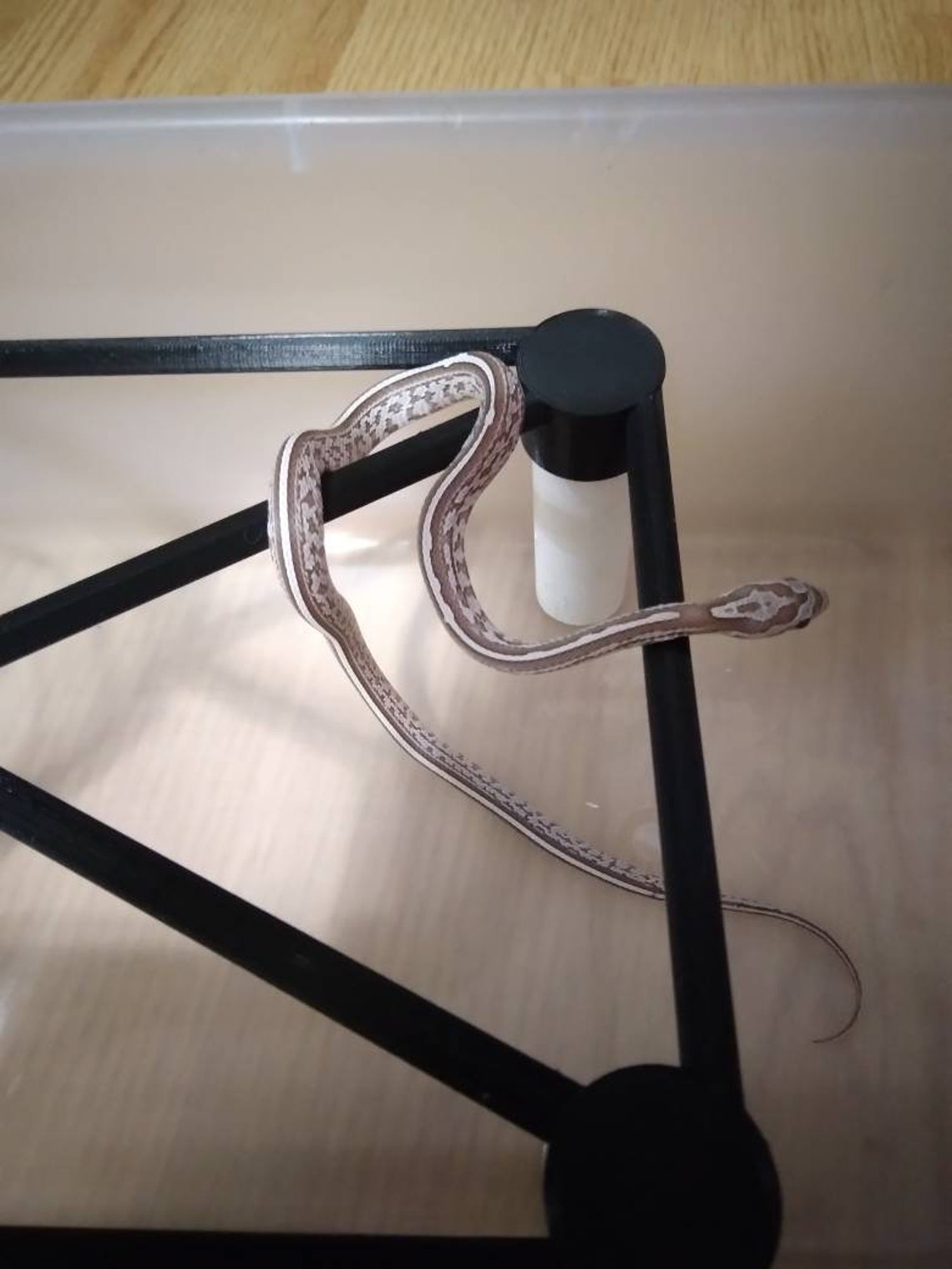 Arboreal Snake Perch and Water Bowl Holder - Etsy