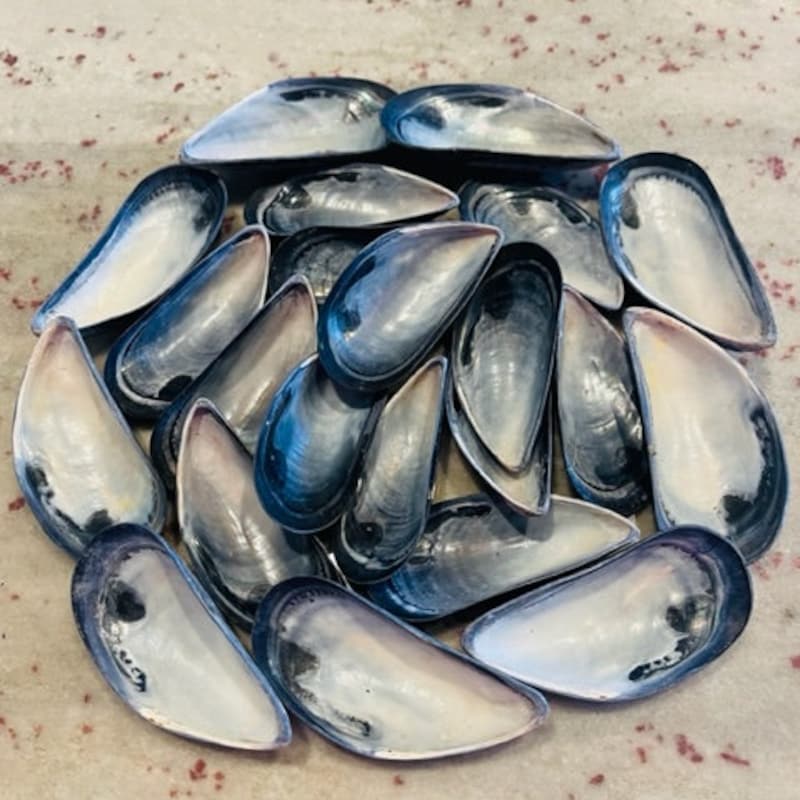 Mussel Shells - Etsy