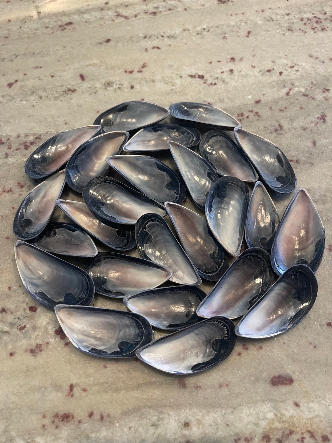 Mussel Shells2-2.5 25 - Etsy