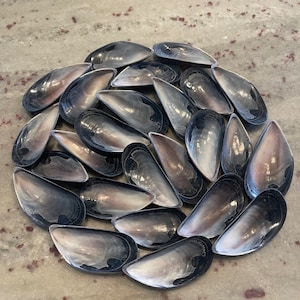 Mussel Shells - Etsy