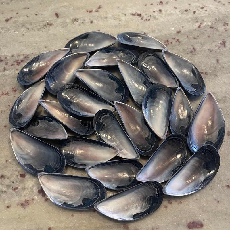 Mussel Shells - Etsy