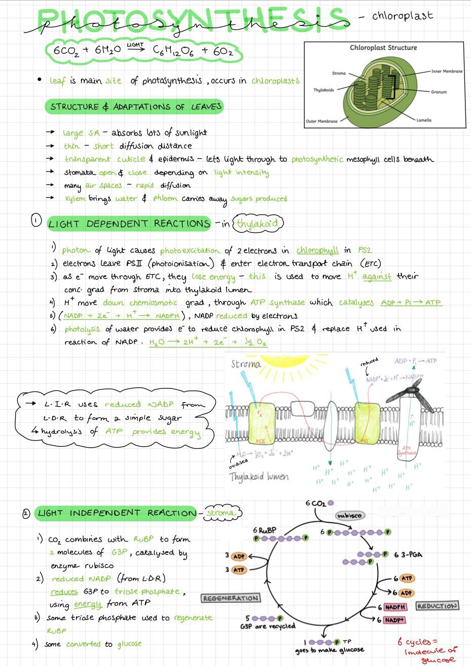 AQA Alevel Biology A Notes | Etsy