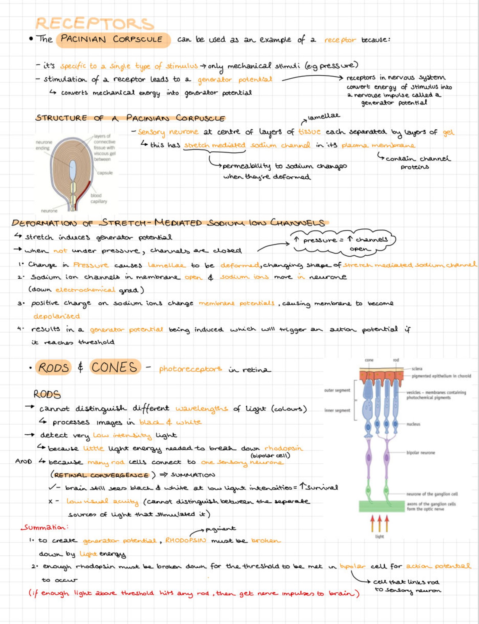 AQA Alevel Biology A Notes - Etsy