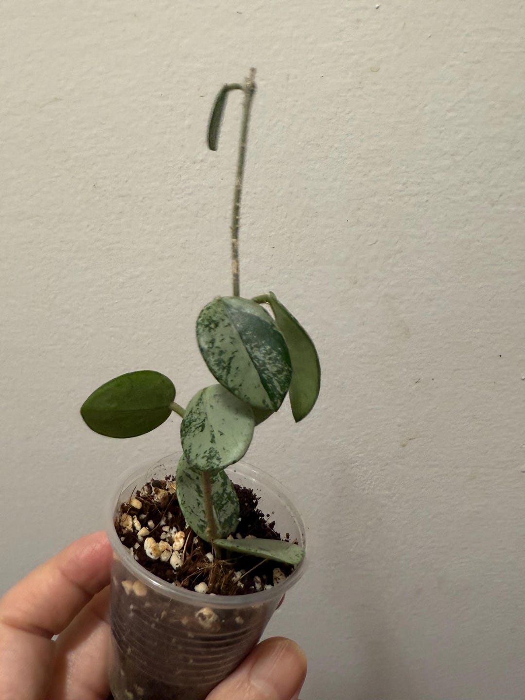 Hoya Mathilde Splash - Etsy