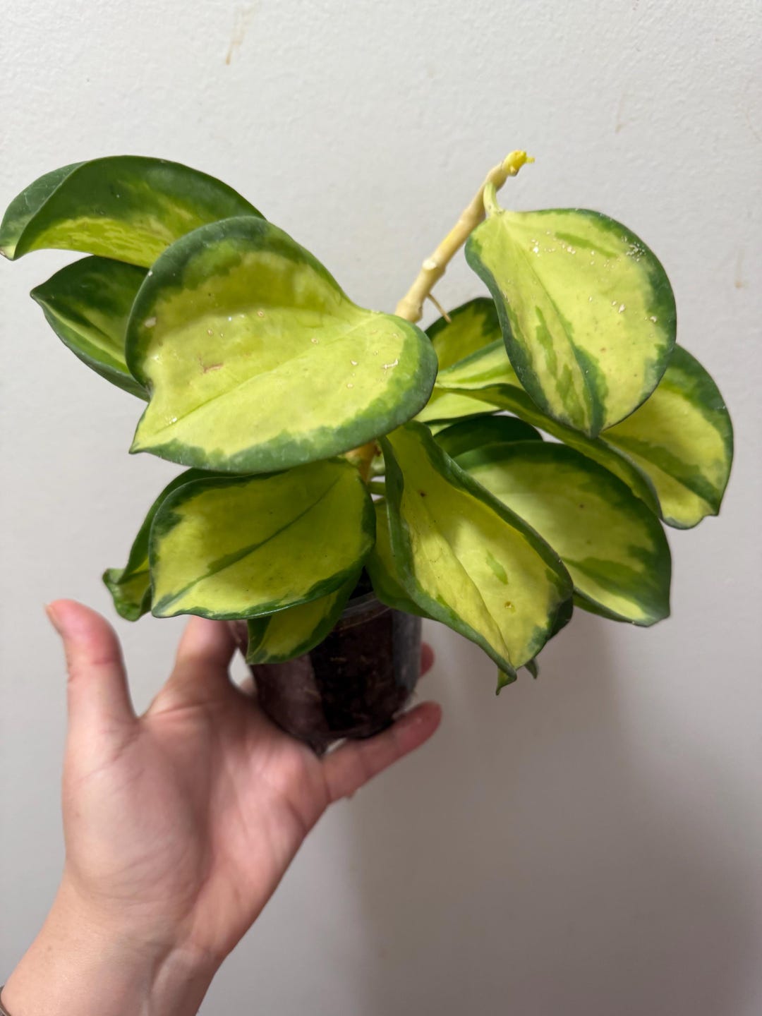 Hoya Pachyclada Variegated Inner |hoya Subquintuplinervis Variegated ...