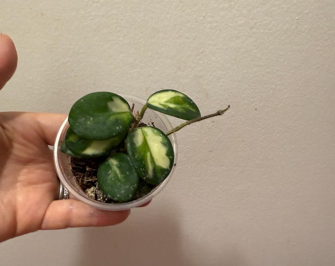 Hoya Mathilde Variegated - Etsy