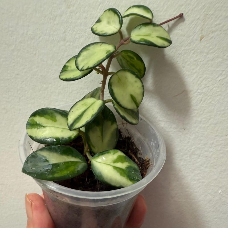 Hoya Mathilde - Etsy