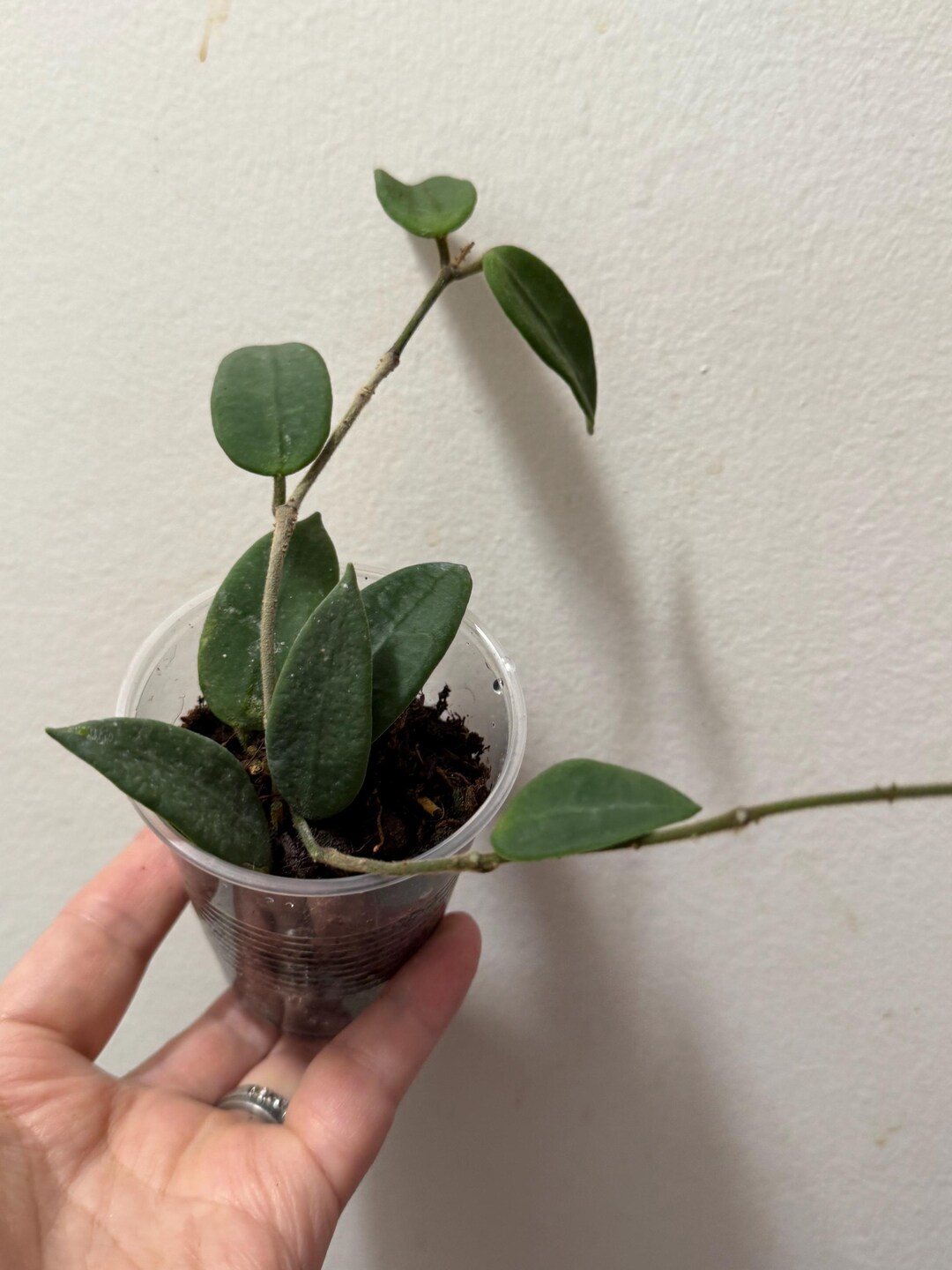 Hoya Longlingensis From China - Etsy