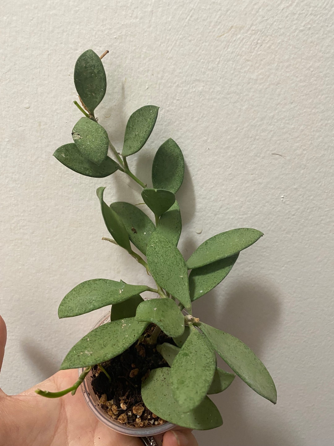 Hoya Nummularioides Silver Large, Beautiful Silver Well Rooted Plant - Etsy