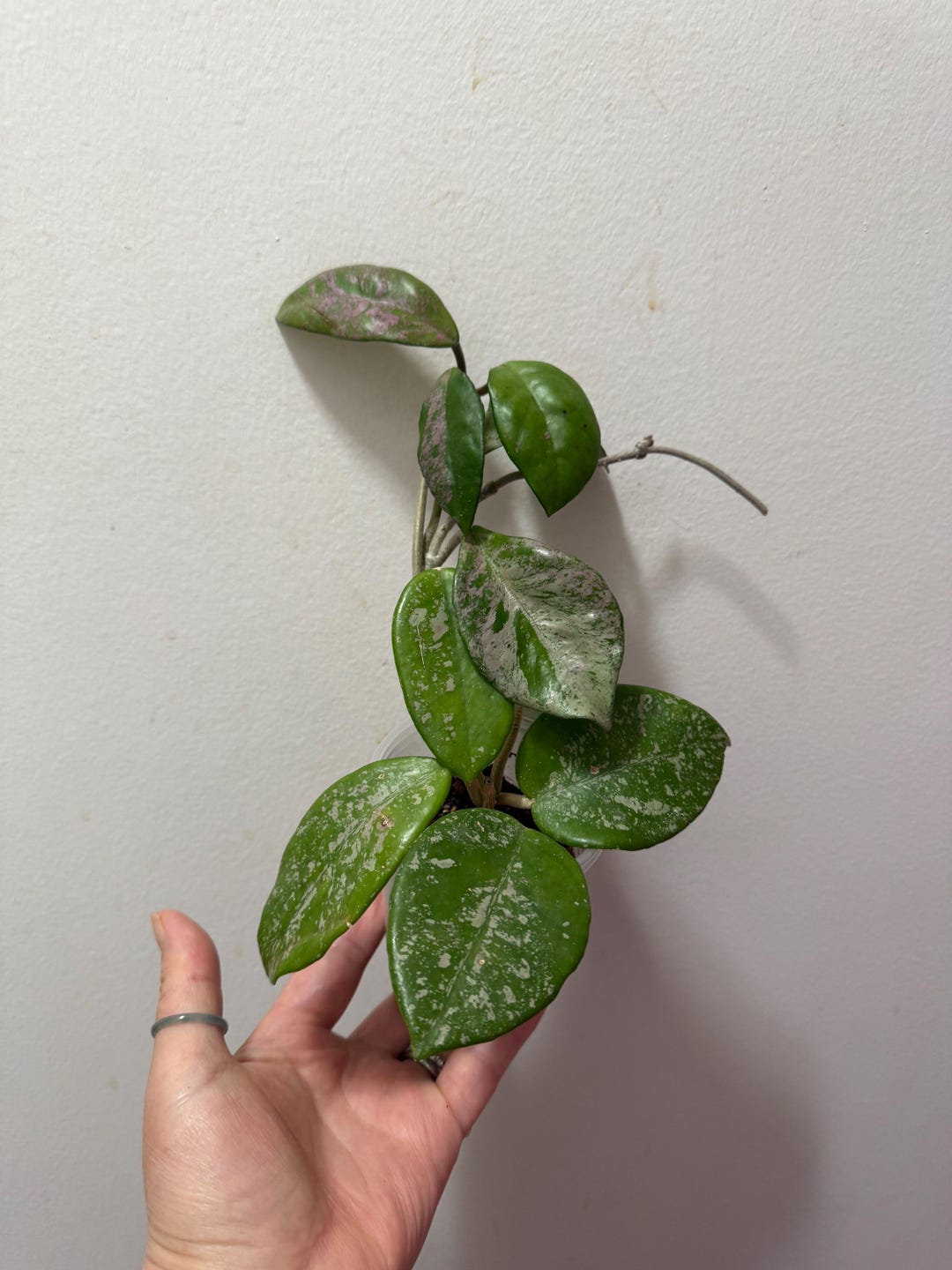 Hoya Carnosa Freckle Splash (146) - Etsy