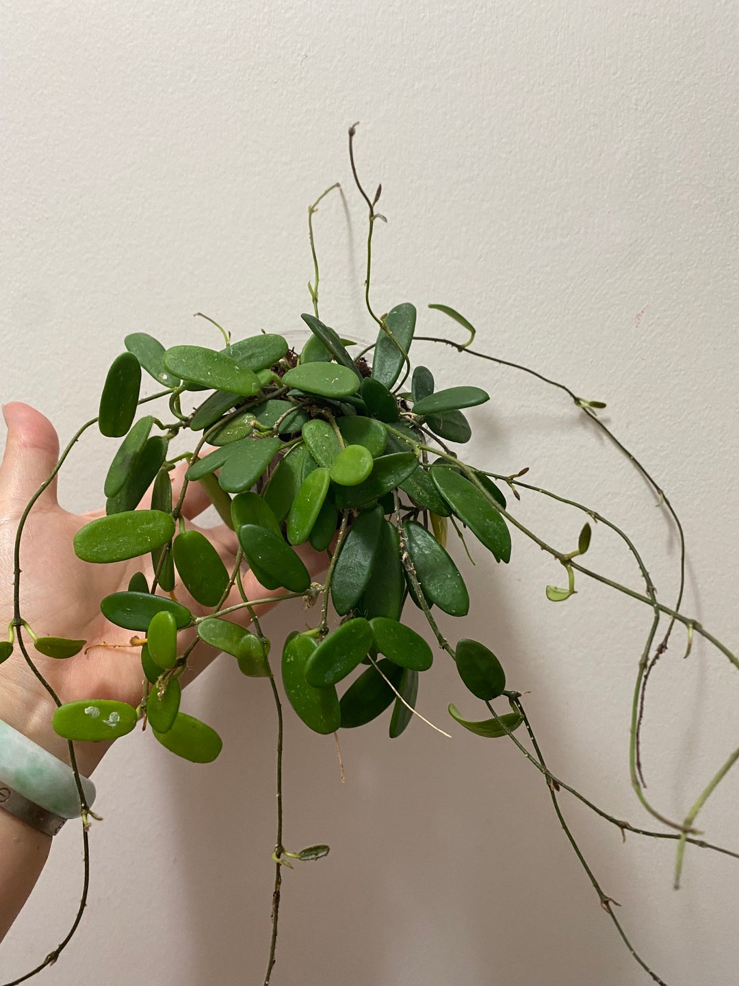 Hoya Spectatissima UNROOTED Cutting - Etsy