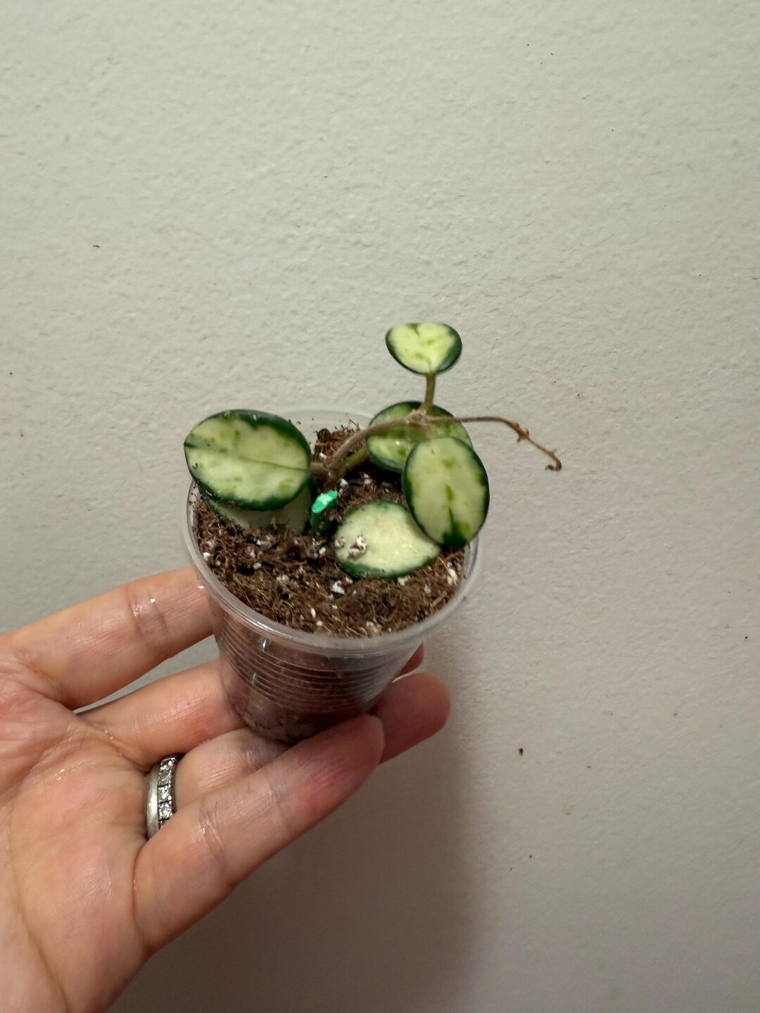 Hoya Mathilde Variegated - Etsy