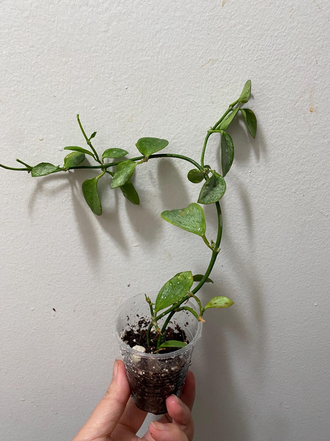Hoya Biakensis Splash(#145) - Etsy