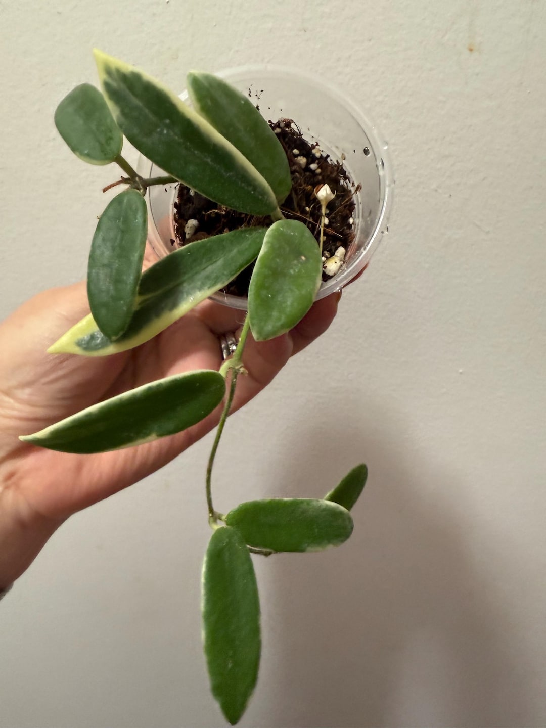 Hoya Lyi Prism Pink - Etsy