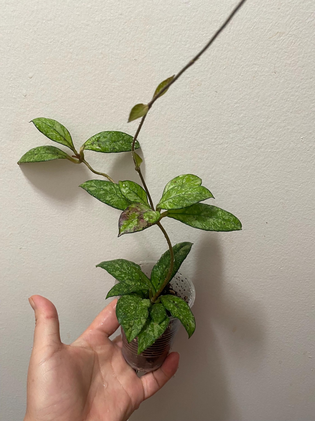 Hoya Crassipetiolata Splash Cutting - Etsy