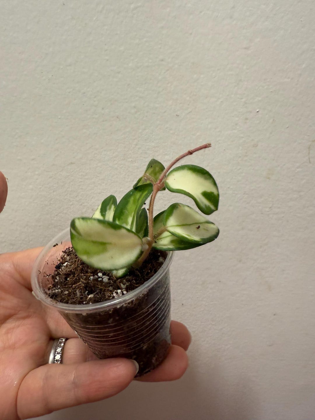 Hoya Mathilde Variegated - Etsy