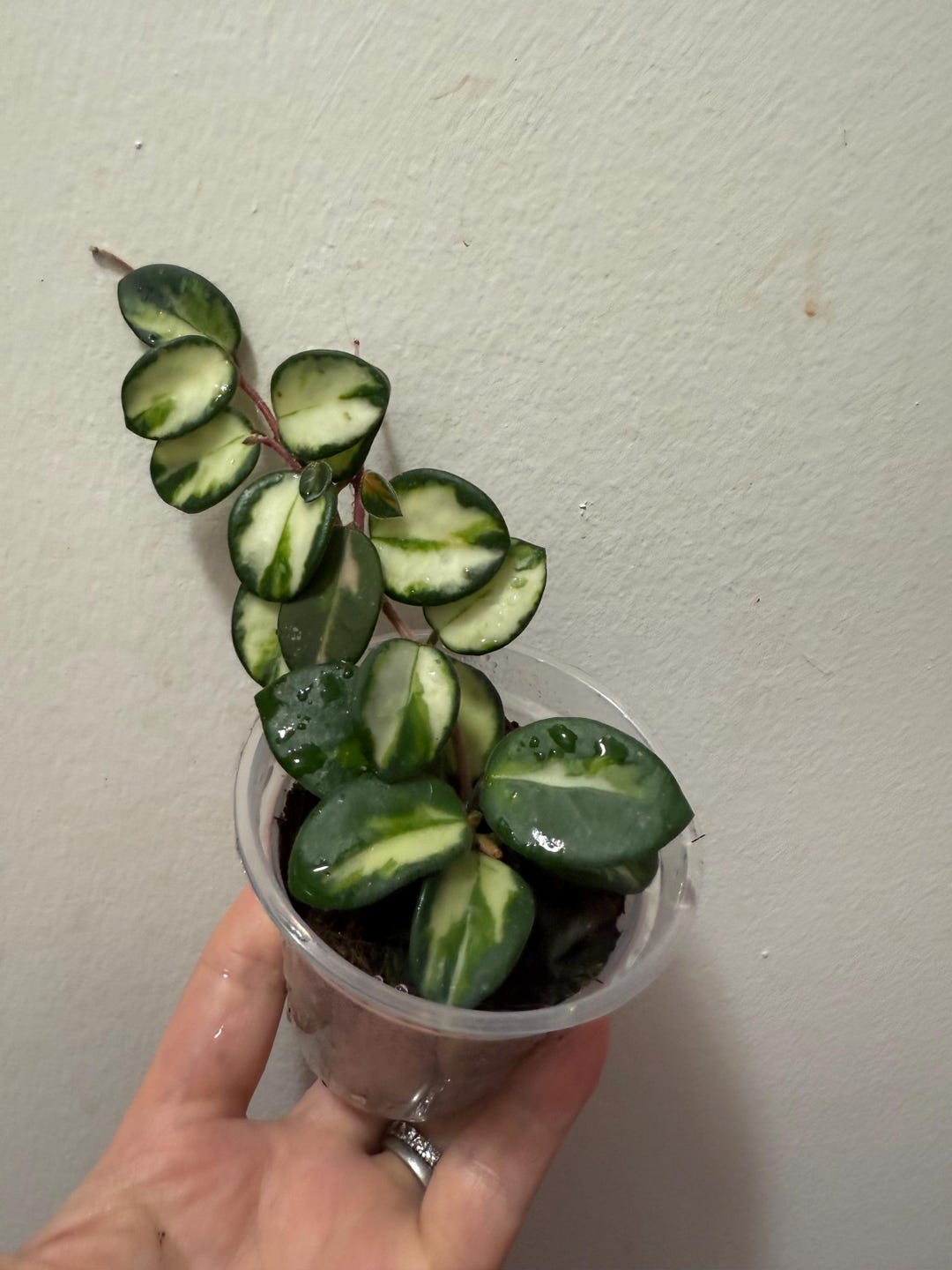 Hoya Mathilde Variegated - Etsy