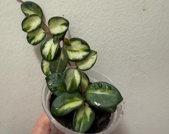 Hoya Mathilde Variegated - Fresh One Node Two Leaf Cutting - Unrooted ...